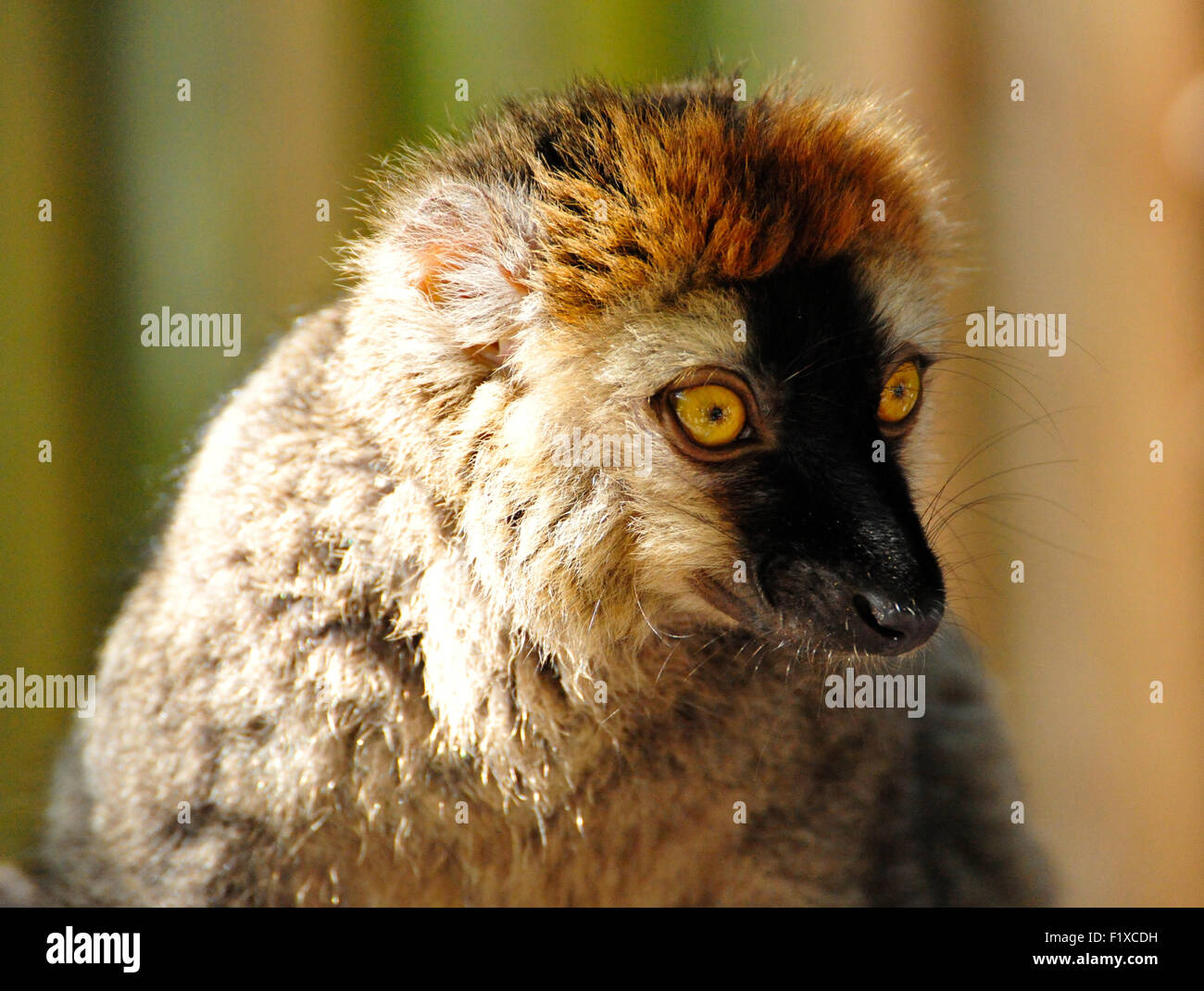 Lemur head shot hi-res stock photography and images - Alamy