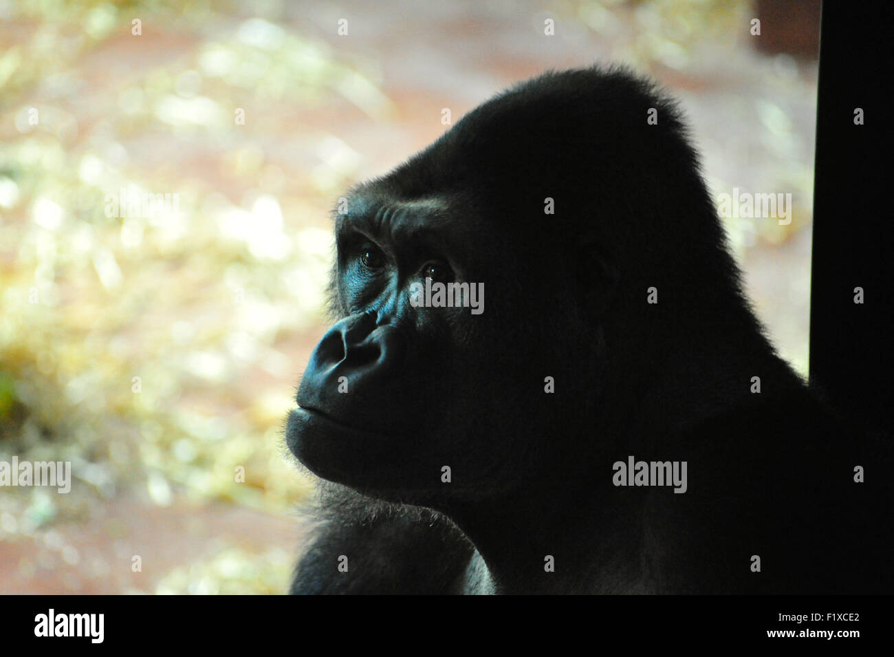 western lowland gorilla Stock Photo - Alamy