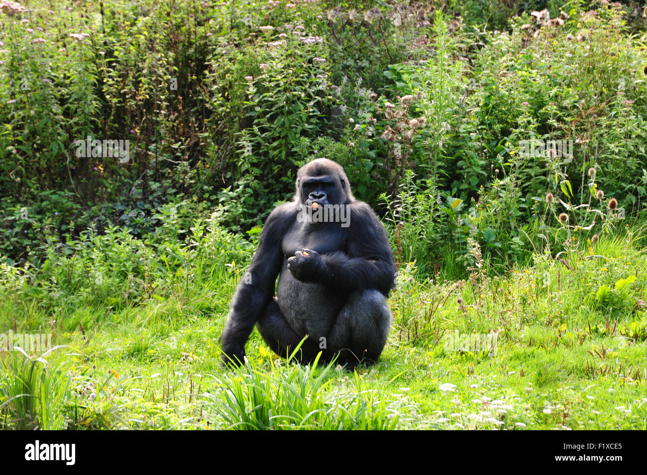 western lowland gorilla Stock Photo - Alamy
