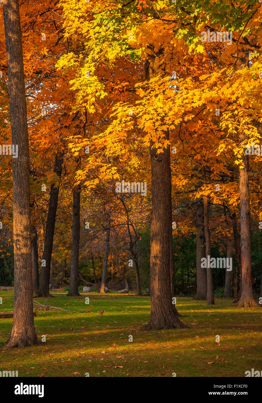 Colorful autumn leaves in michigan park Stock Photo - Alamy