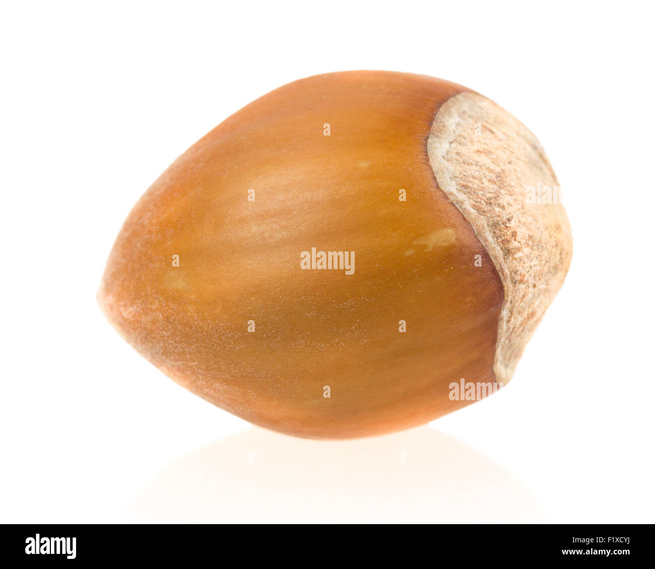 Forest Cut Out Stock Images & Pictures - Alamy