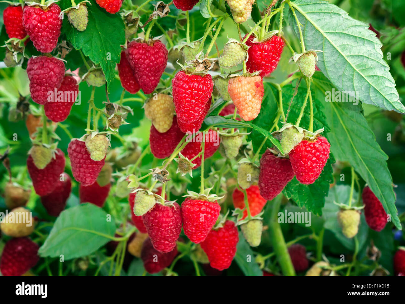 In the garden on the branches of the raspberry Bush is maturing a large ...