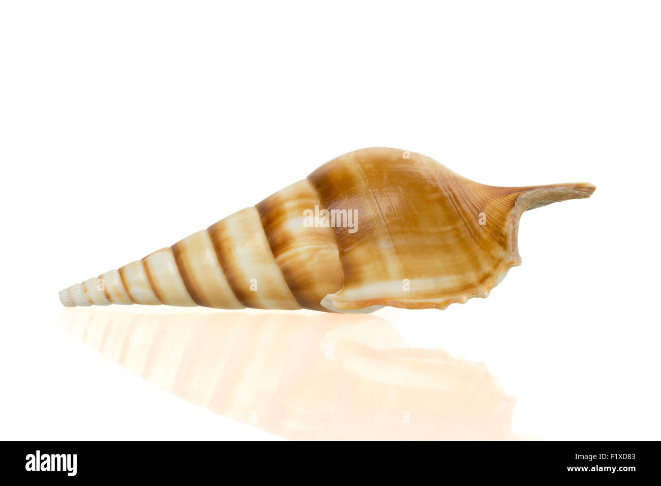 shell on a white background Stock Photo - Alamy