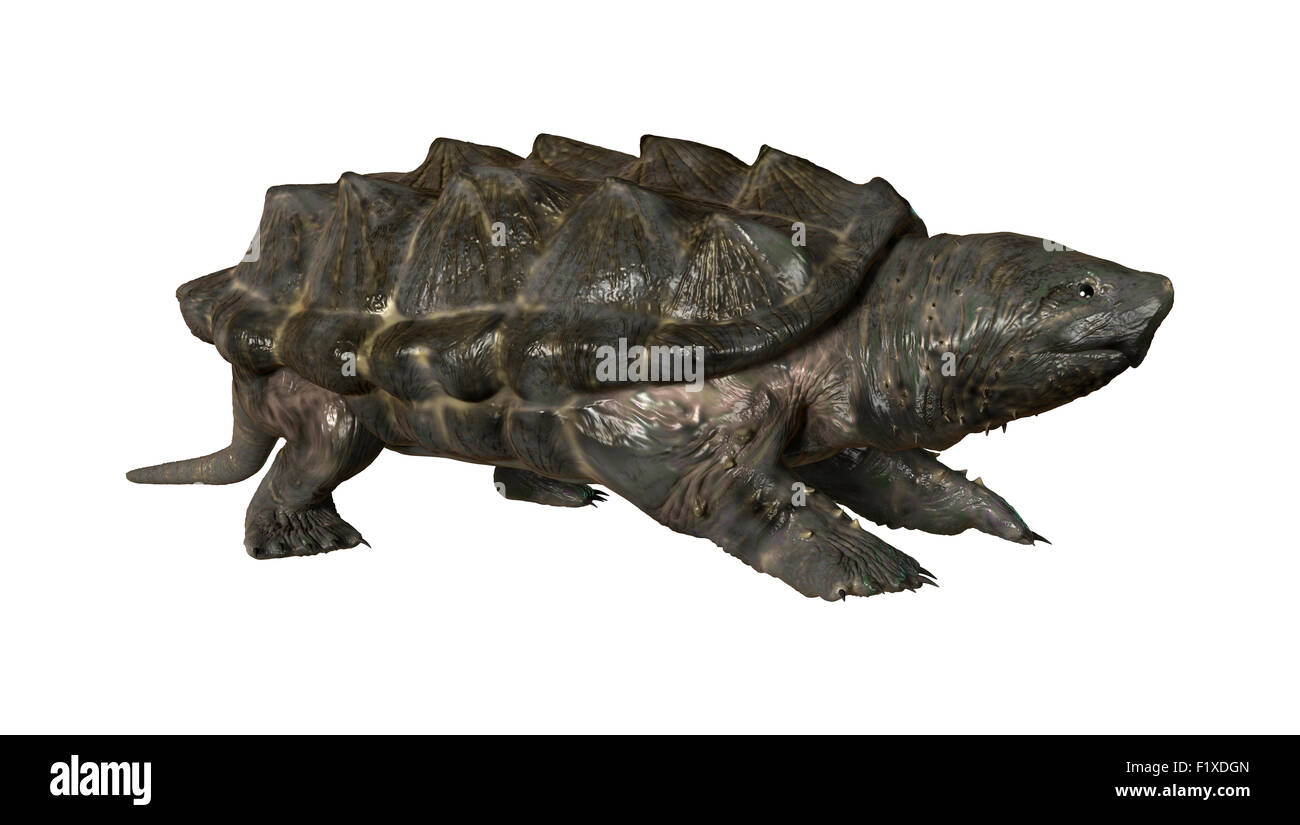 3D digital render of an alligator snapping turtle isolated on white ...