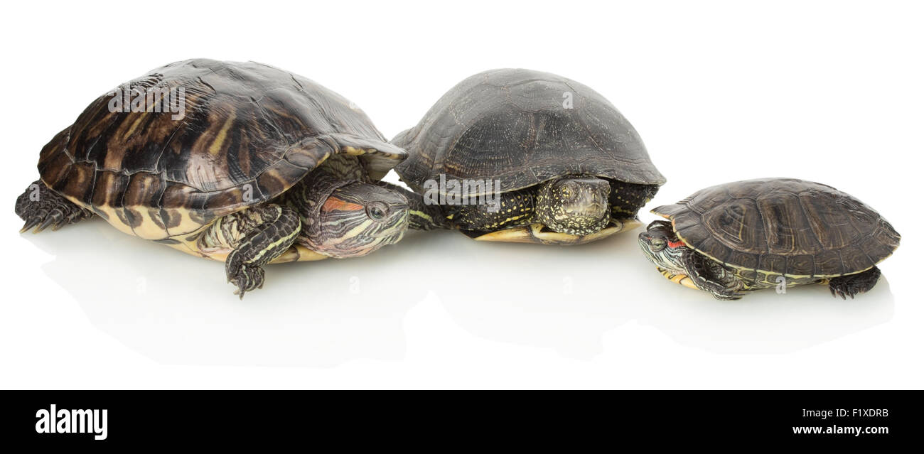 turtles on a white background Stock Photo - Alamy