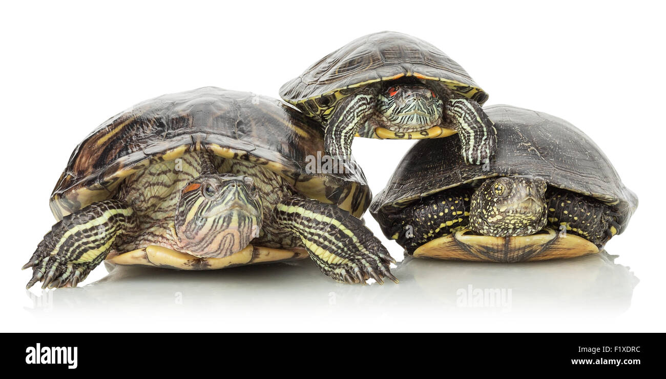 turtles on white background Stock Photo - Alamy