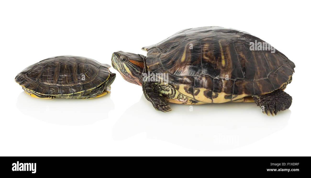 turtles on a white background Stock Photo - Alamy
