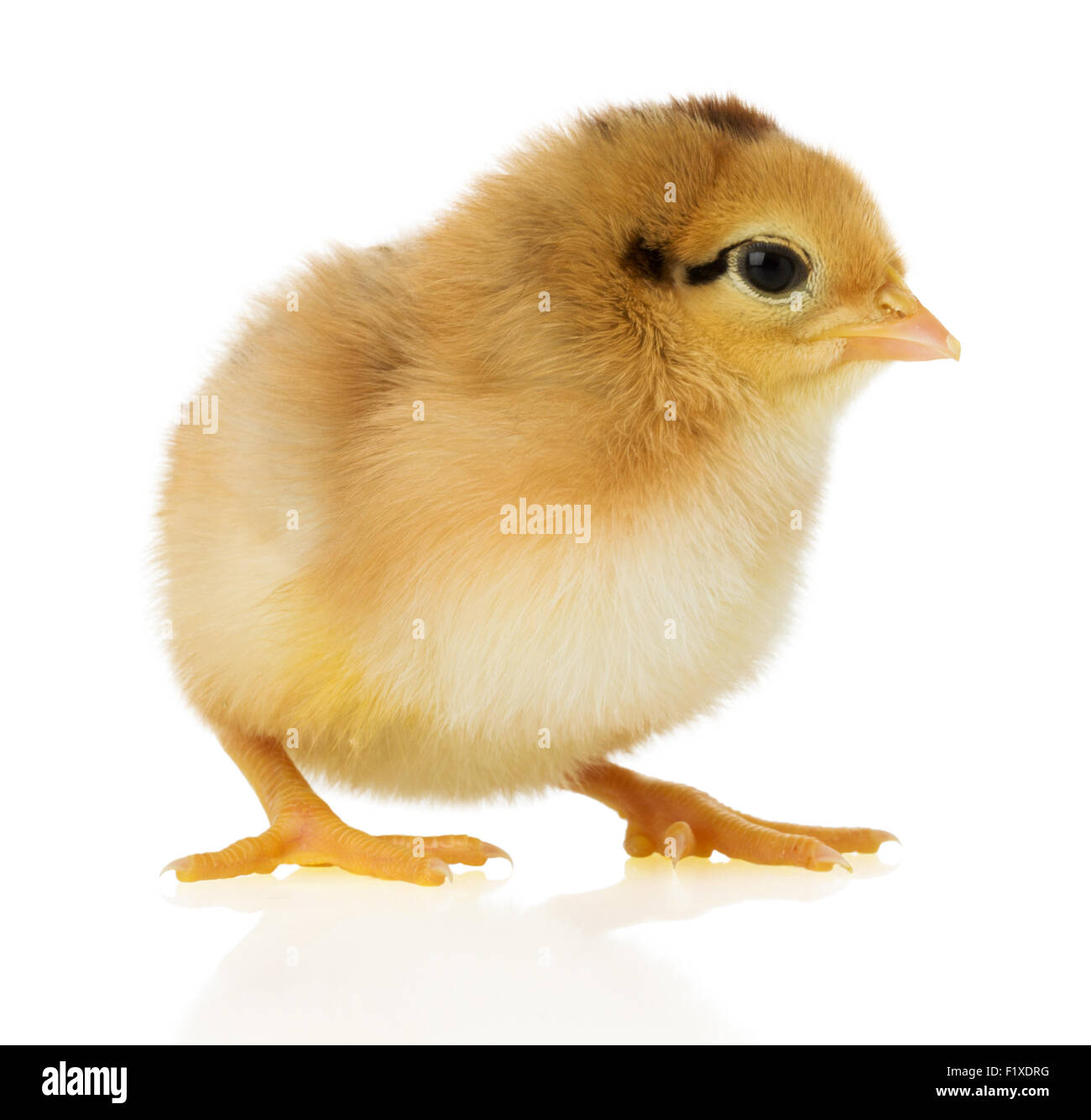 chicken on the white background Stock Photo - Alamy