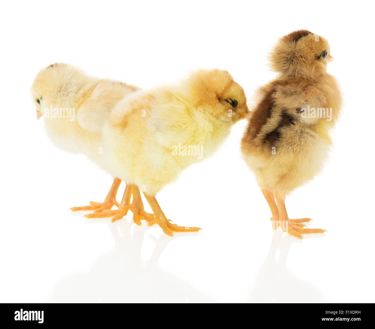 Three chicks on white background Stock Photo - Alamy
