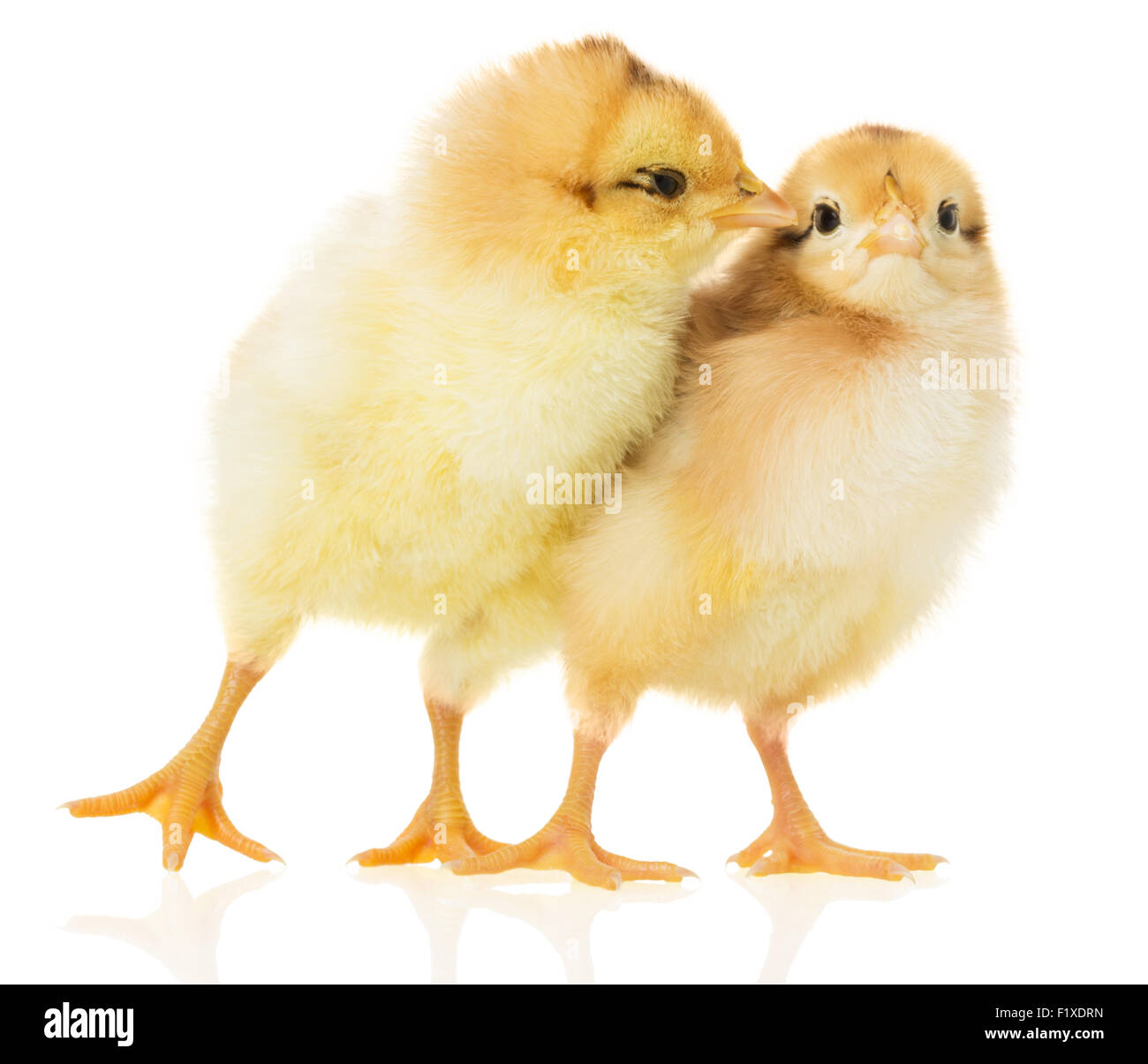 Two chicks hi-res stock photography and images - Alamy