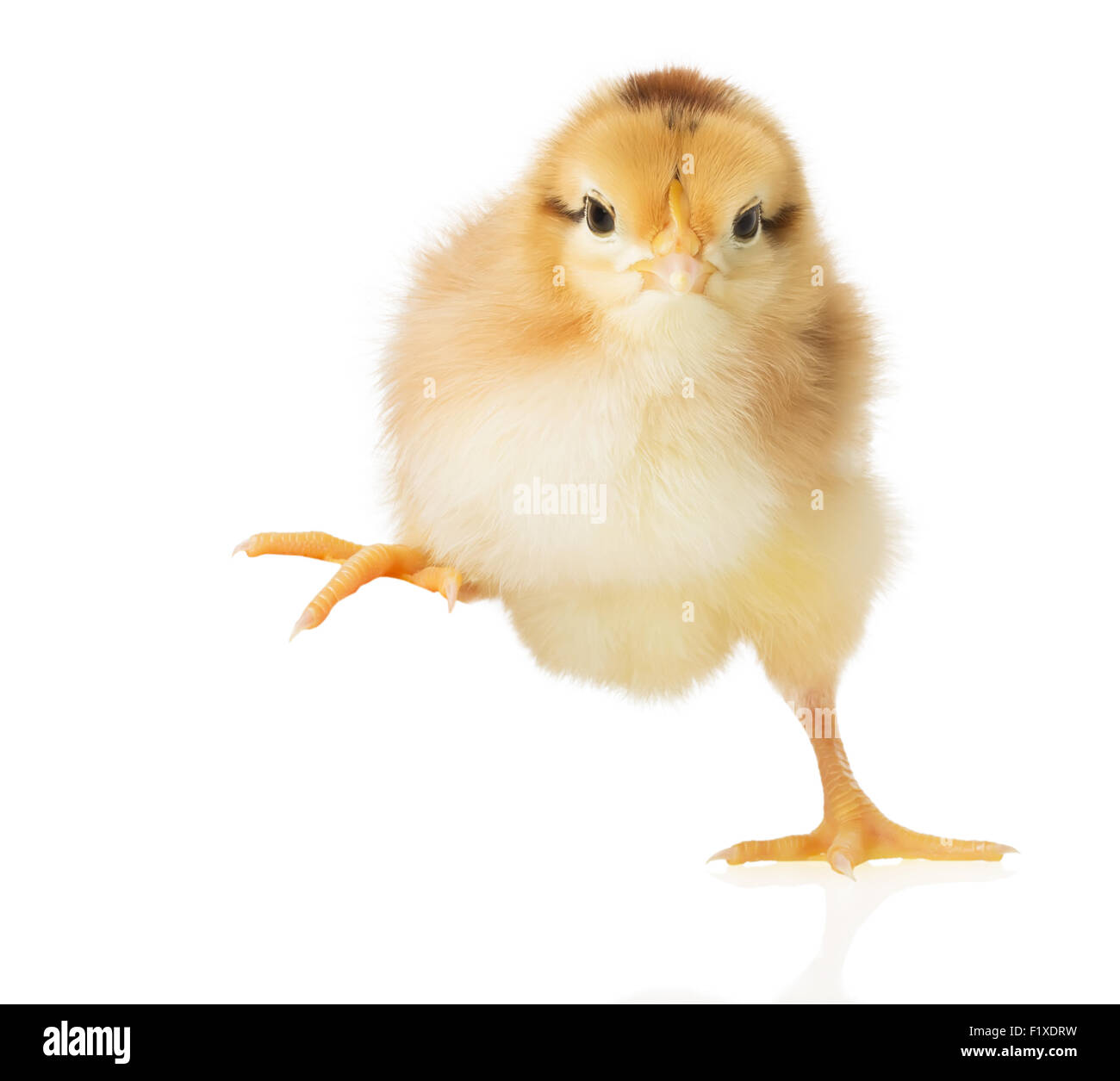little chick on white background Stock Photo - Alamy