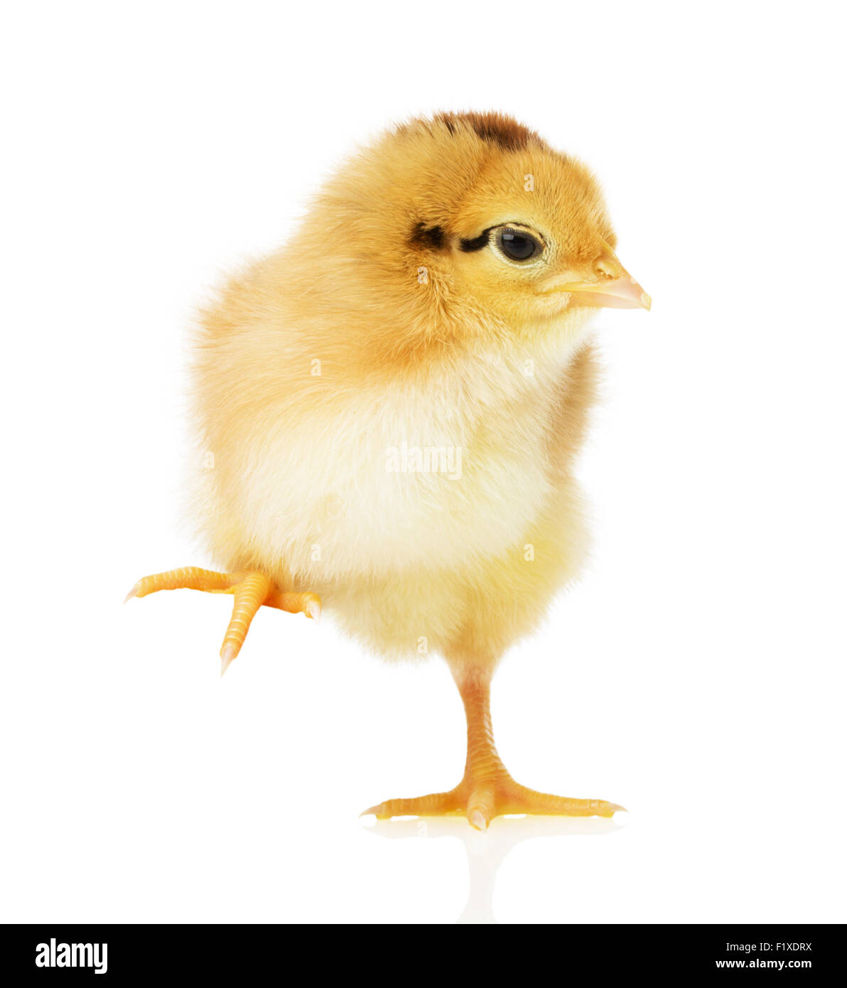 Young chick on white hi-res stock photography and images - Alamy