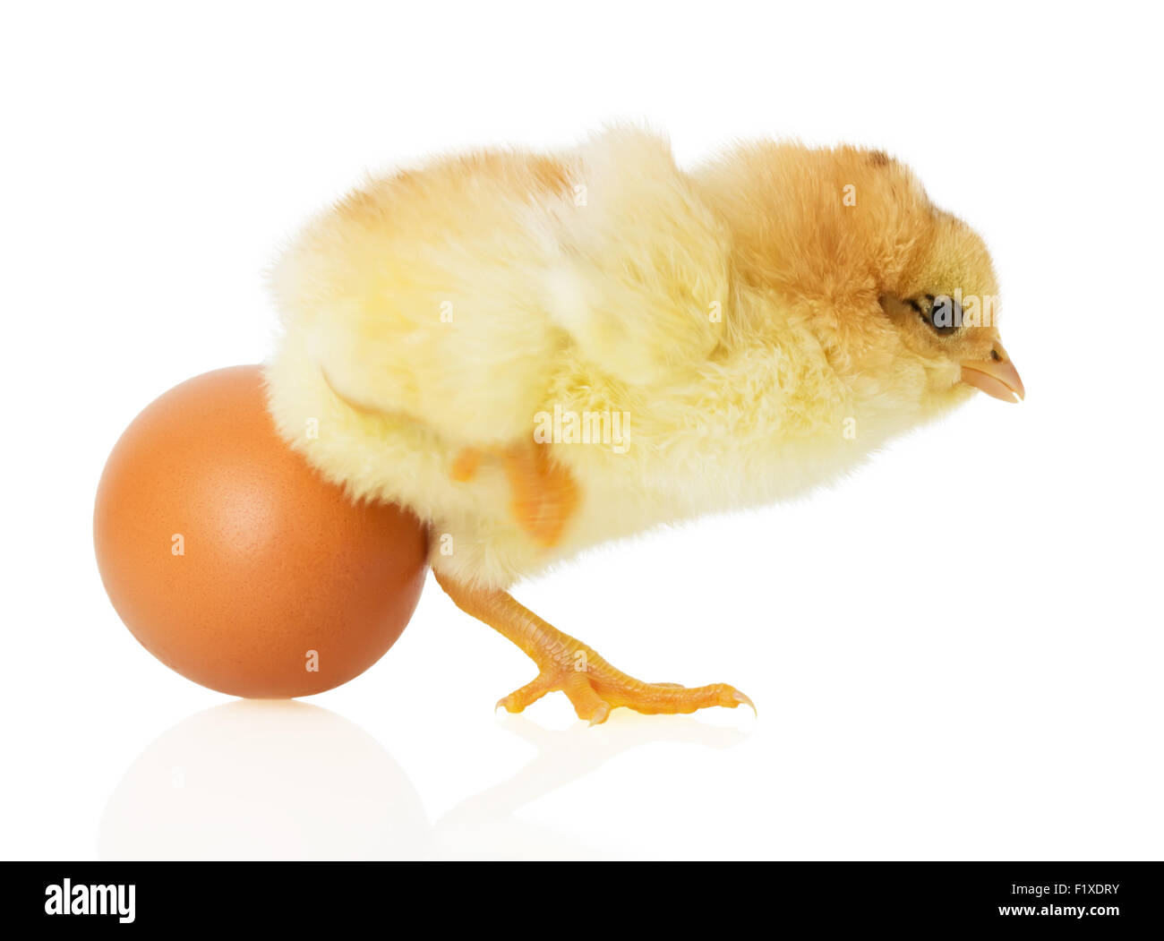 Yellow chick egg shell hi-res stock photography and images - Alamy
