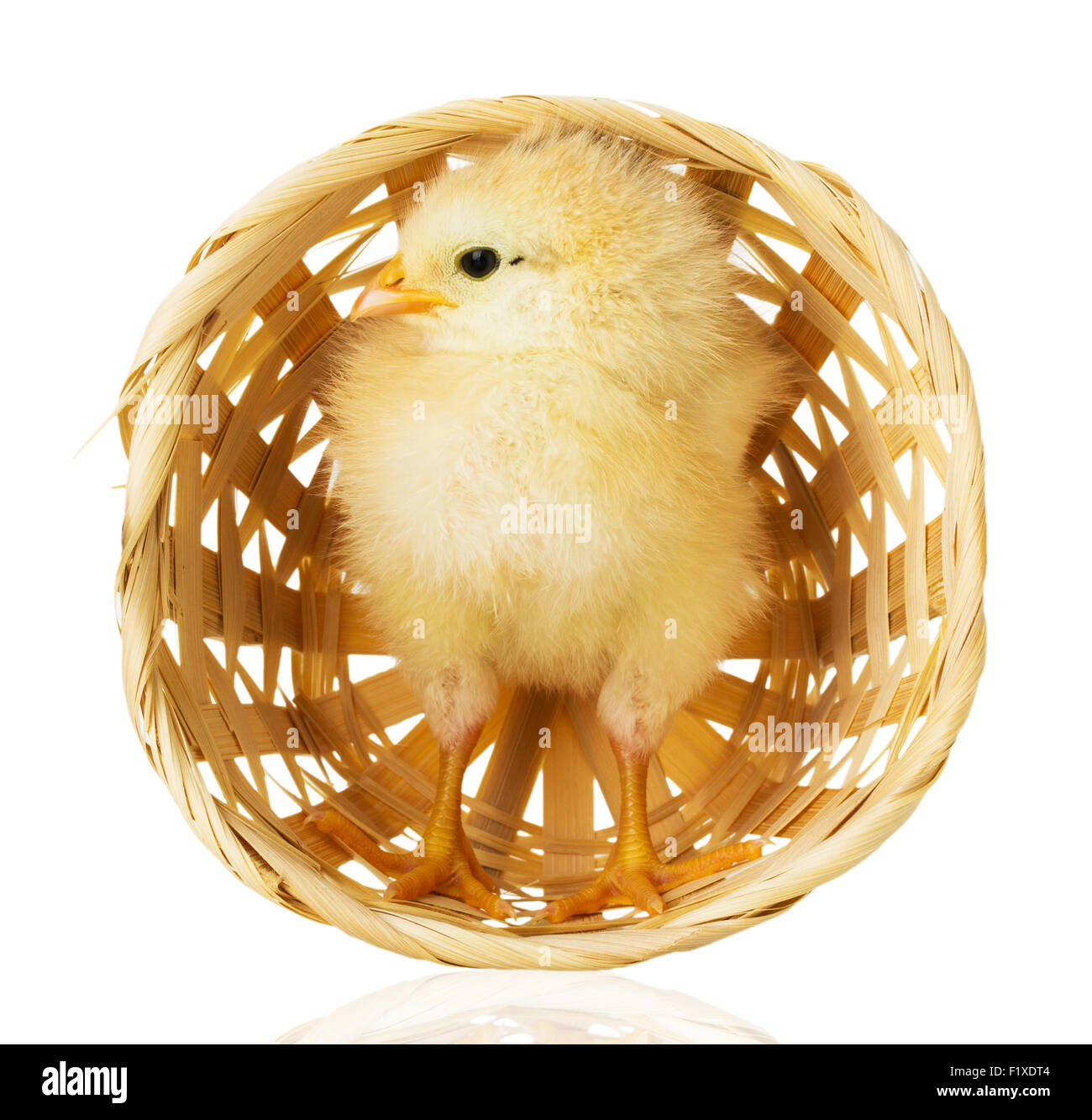 chicken in the basket on white background Stock Photo - Alamy