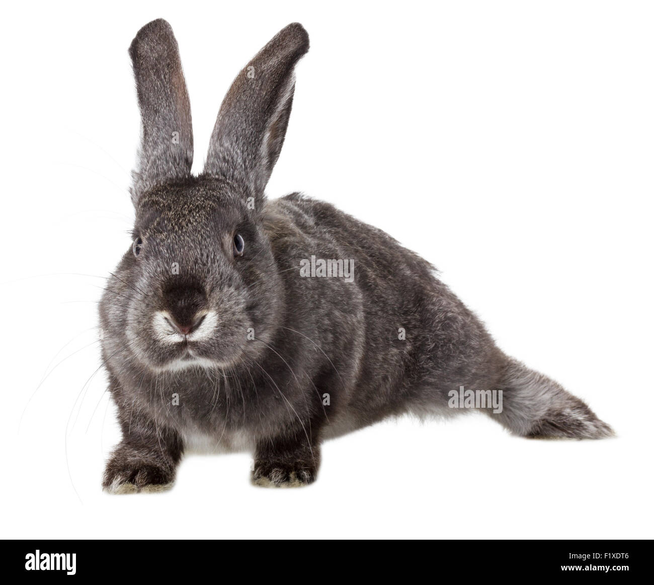 gray rabbit on a white background Stock Photo - Alamy