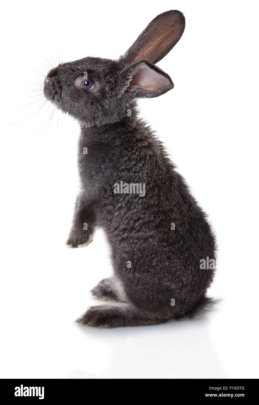 Gray rabbit on a white background Stock Photo - Alamy