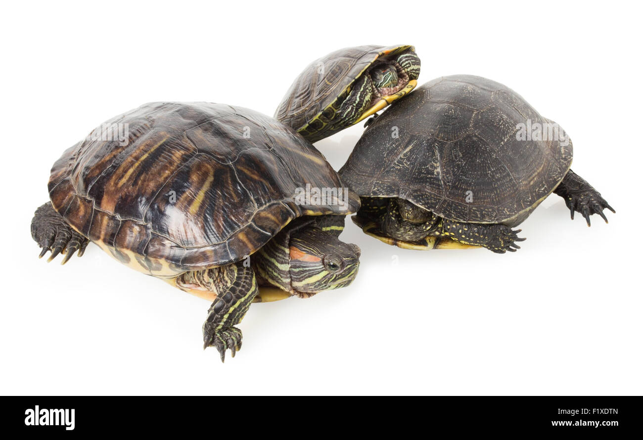 turtles on a white background Stock Photo - Alamy