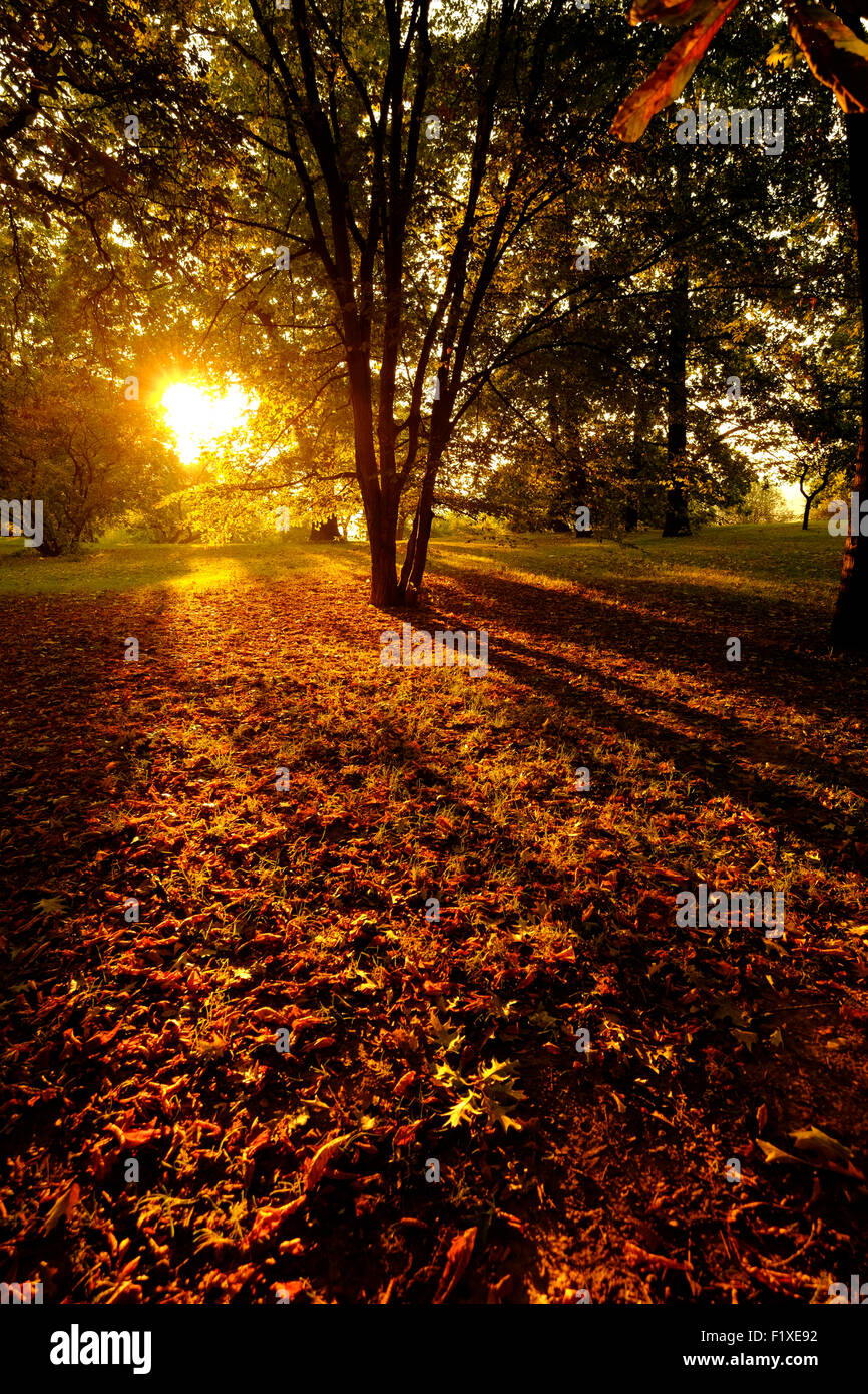 Sun shining through trees in a forest in the Autumn Stock Photo - Alamy