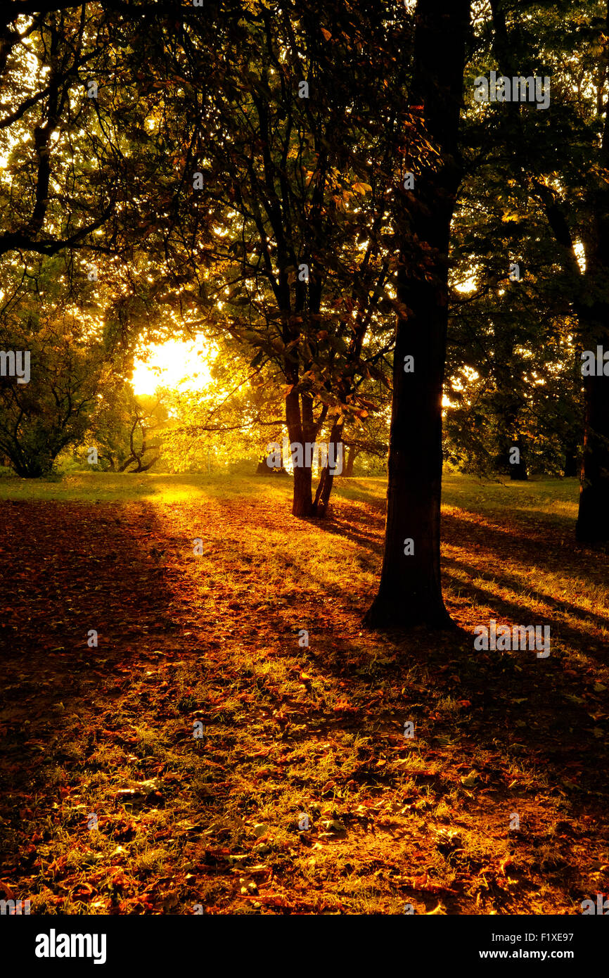 Sun shining through trees in a forest in the Autumn Stock Photo - Alamy