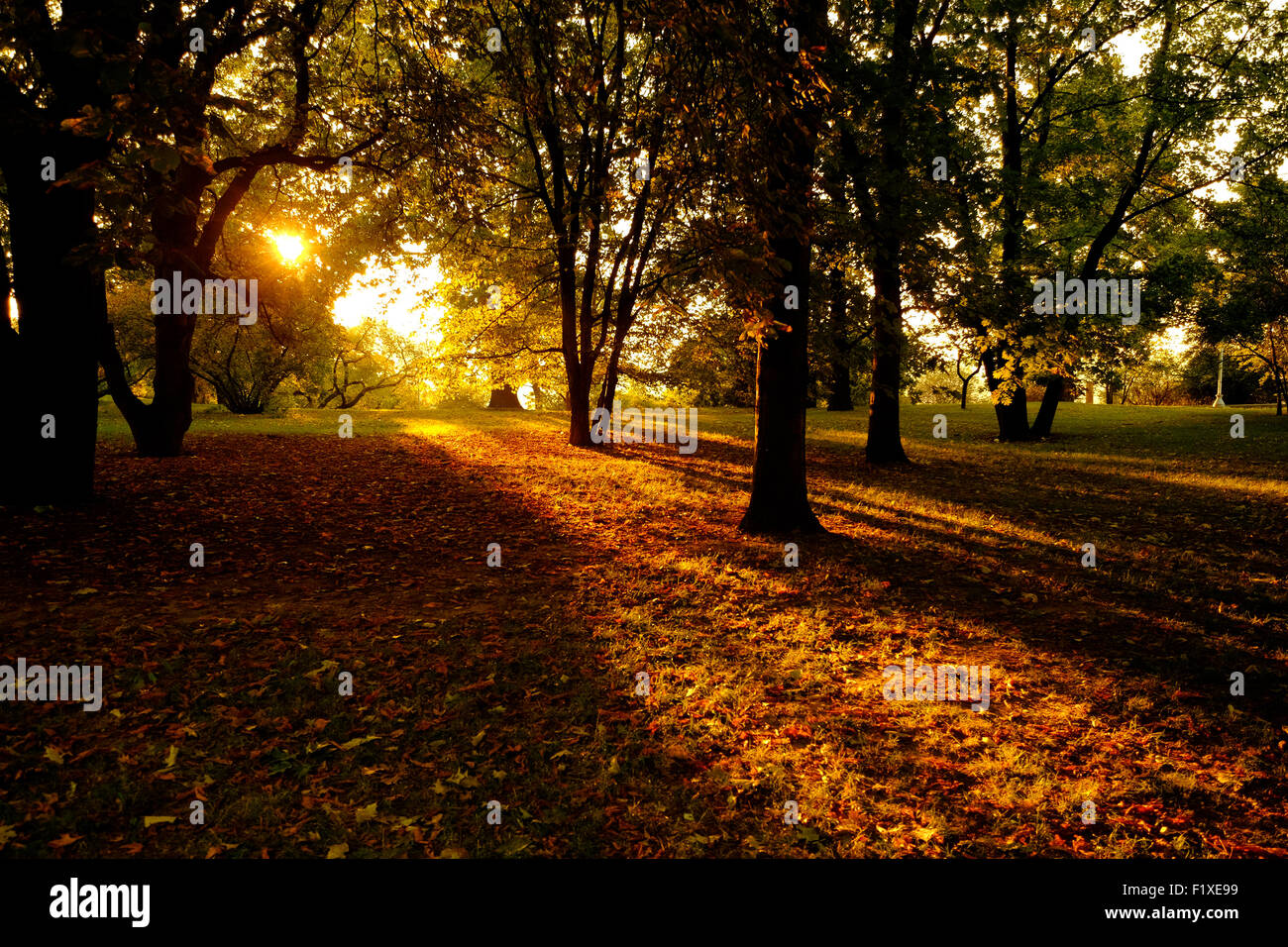 Sun shining through trees in a forest in the Autumn Stock Photo - Alamy
