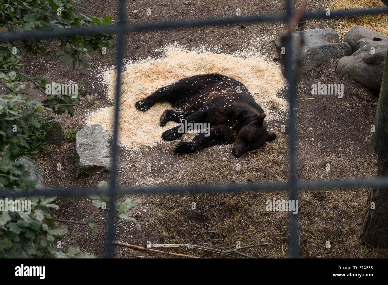 Overhead view of a brown bear lying down at Skansen Zoo in Stockholm ...