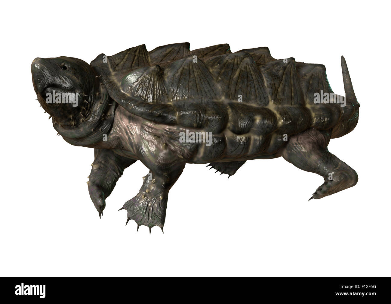 3D digital render of an alligator snapping turtle isolated on white ...