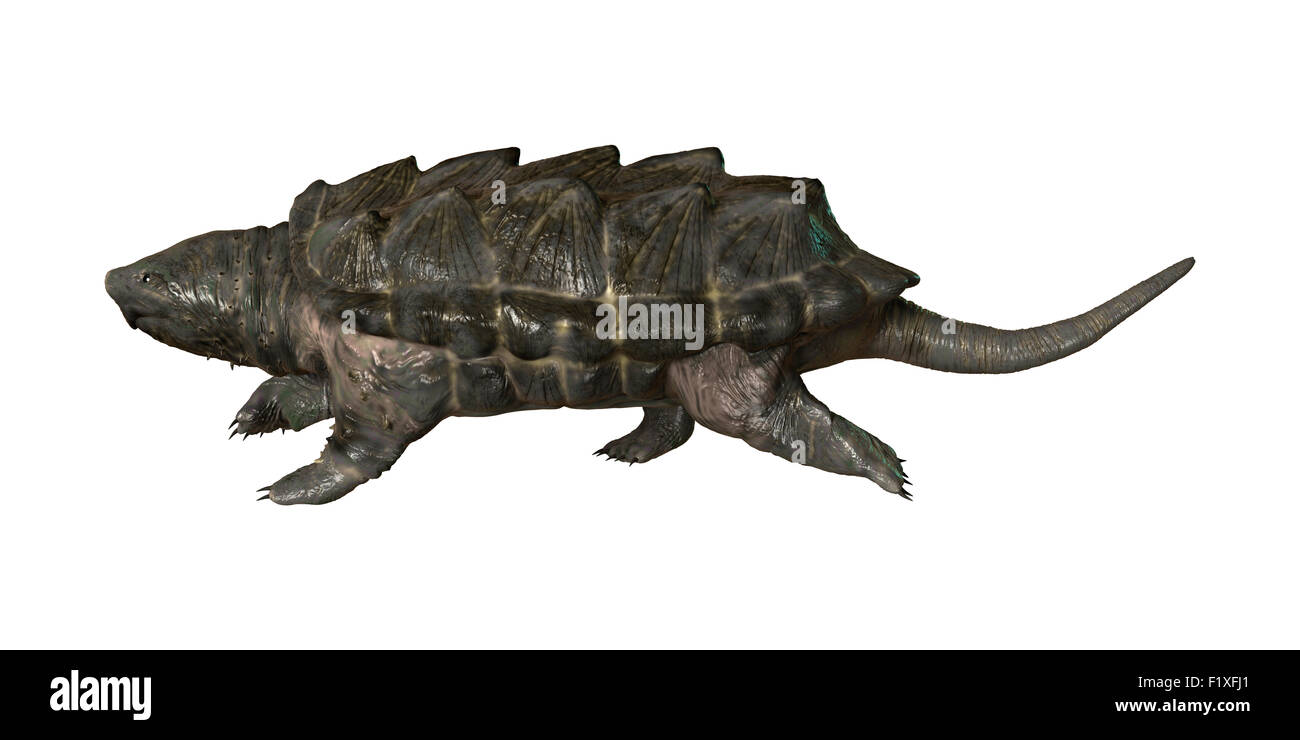 3D digital render of an alligator snapping turtle isolated on white ...