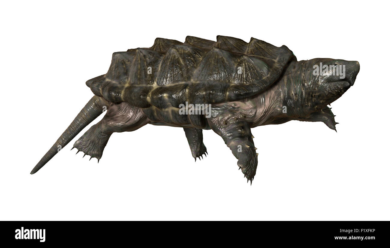 3D digital render of an alligator snapping turtle isolated on white ...