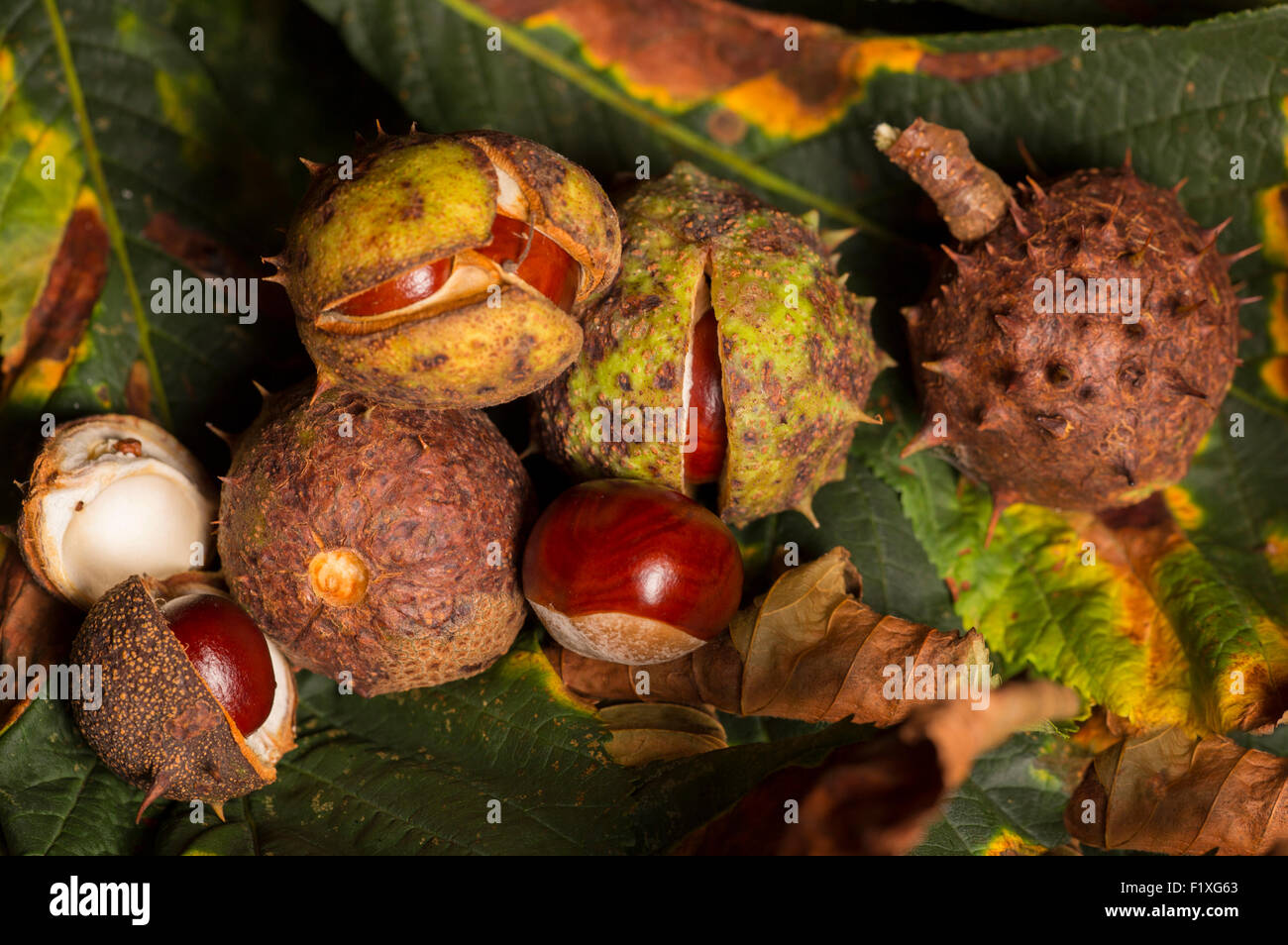 Horse chestnut conkers on Autumn leaves Stock Photo - Alamy