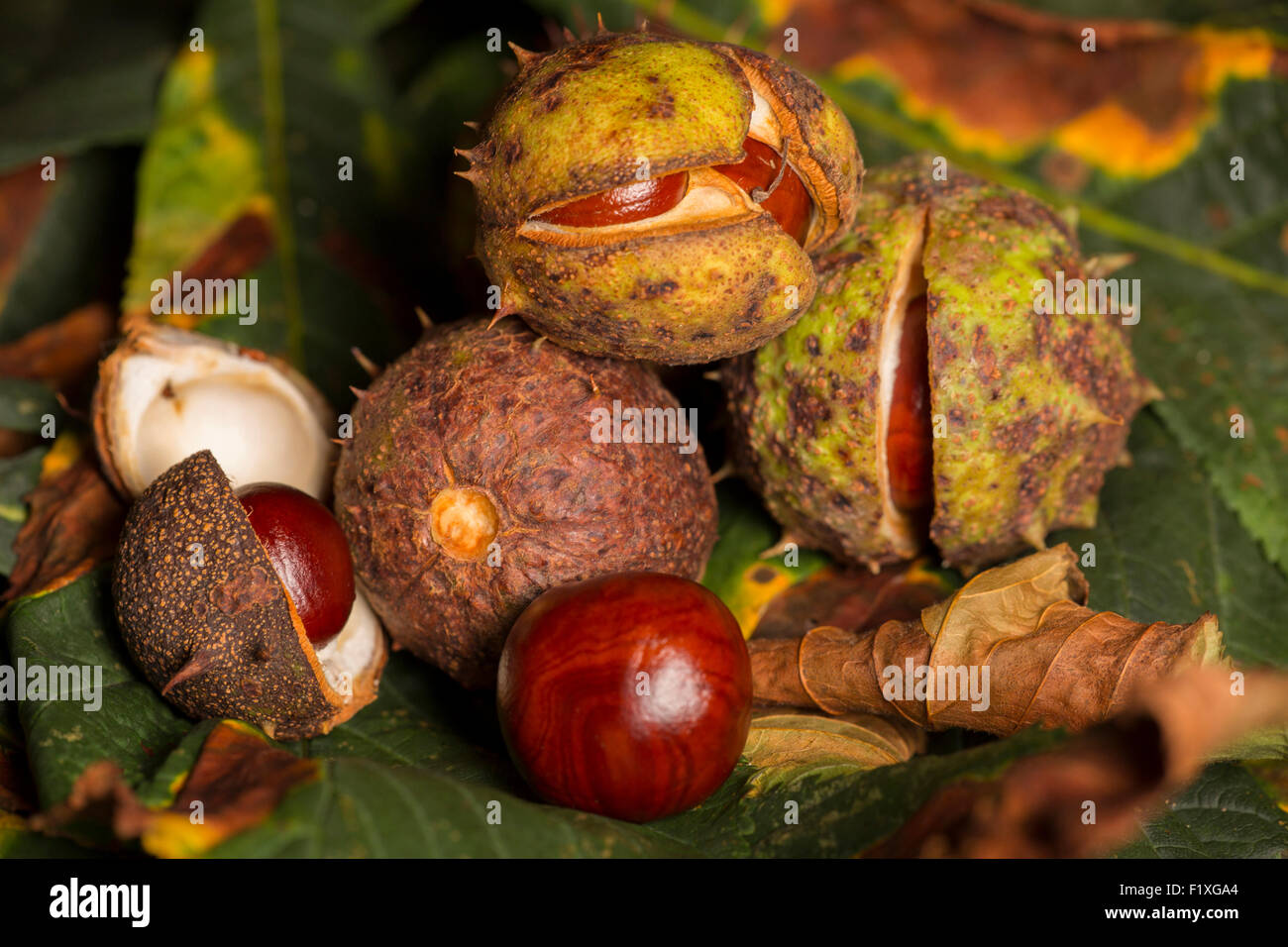 Chestnut conkers hi-res stock photography and images - Alamy