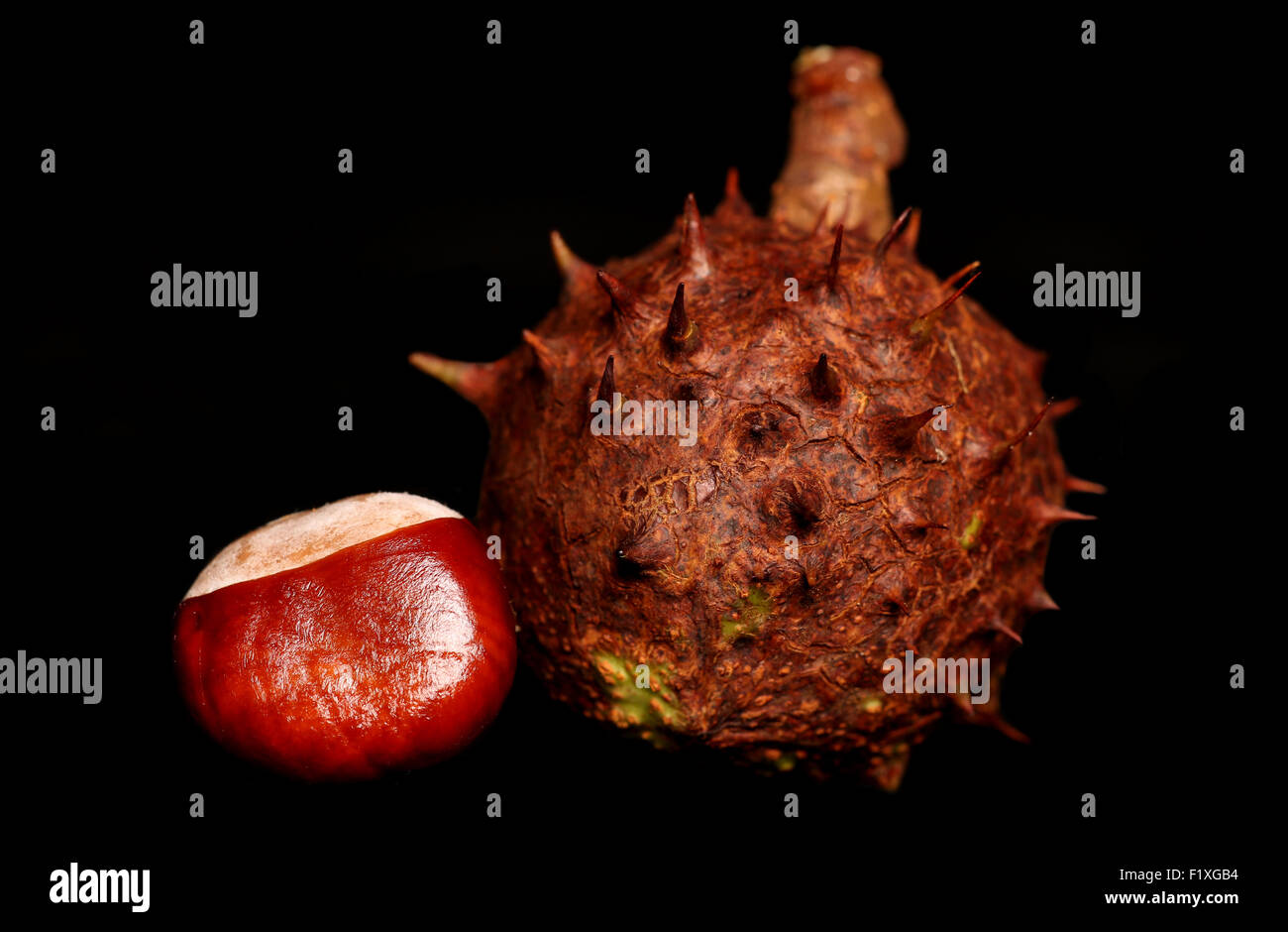 Horse chestnut conkers on black background Stock Photo - Alamy