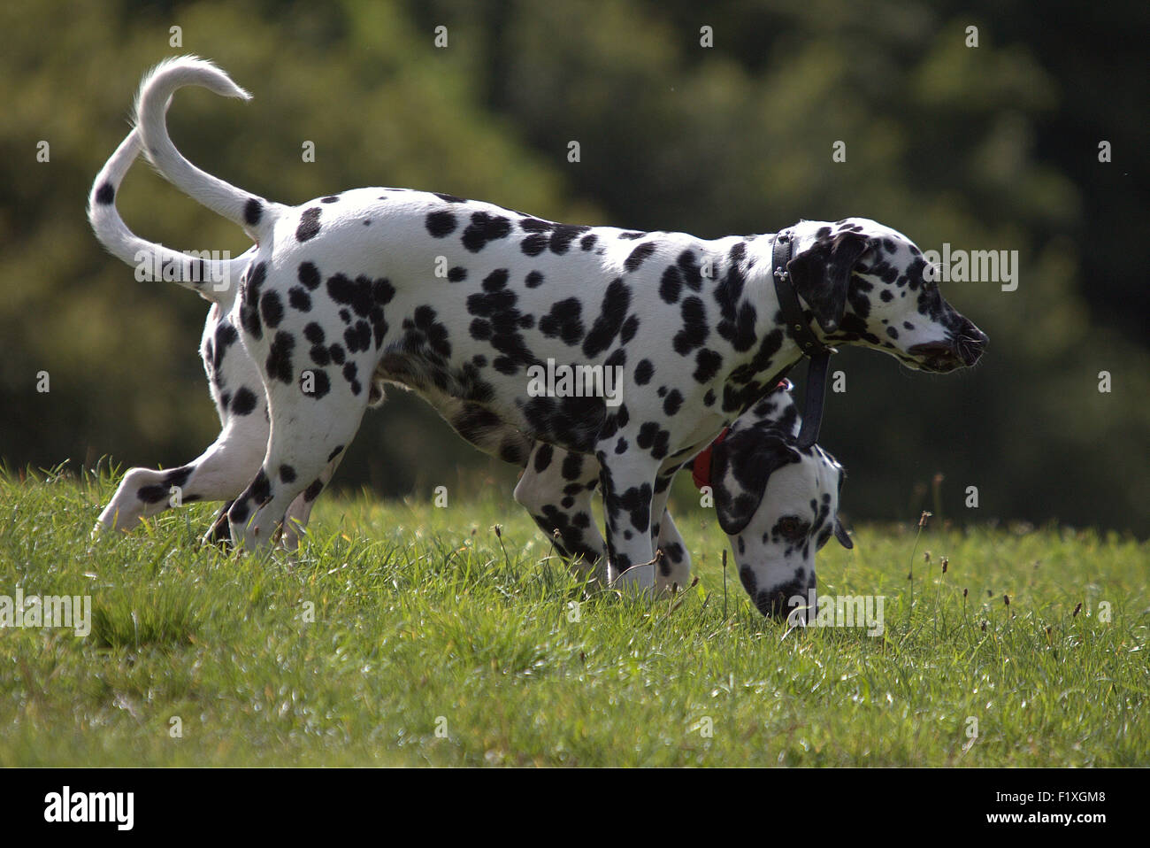Two dalmatians hi-res stock photography and images - Alamy