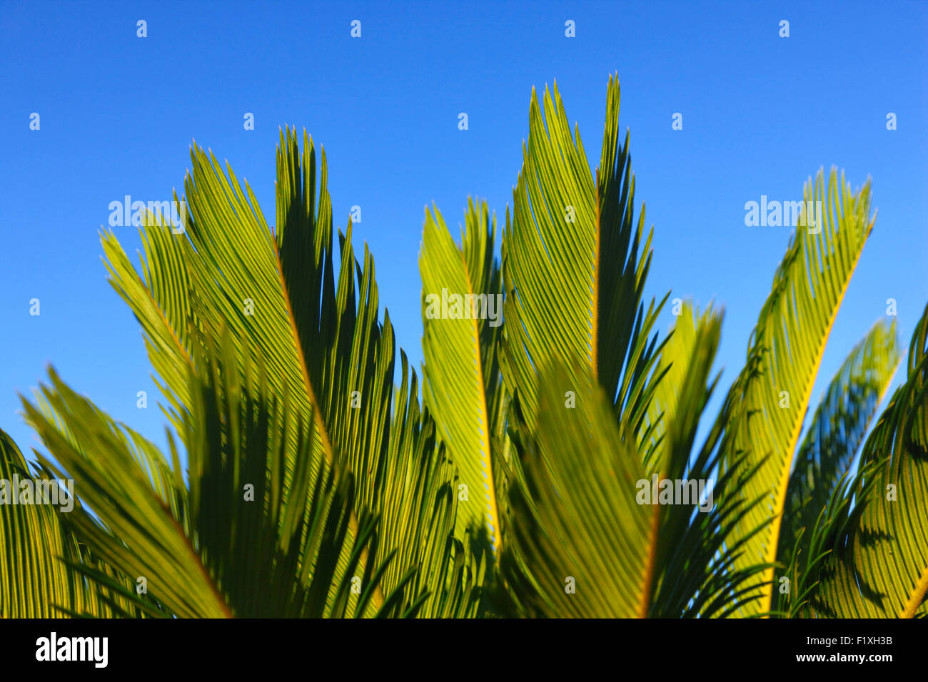 Close up beautiful palm leaves hi-res stock photography and images - Alamy