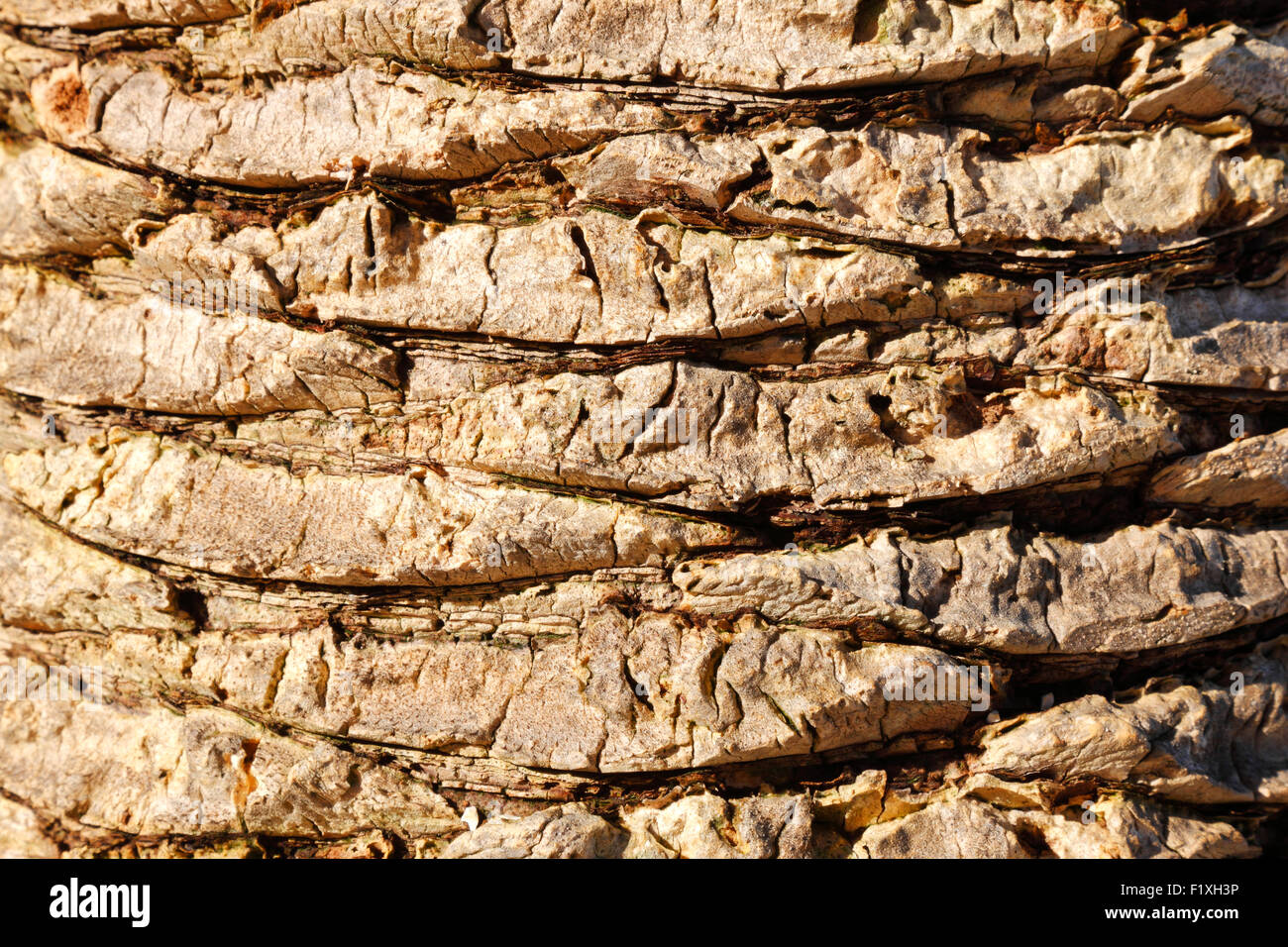 Palm tree bark hi-res stock photography and images - Alamy