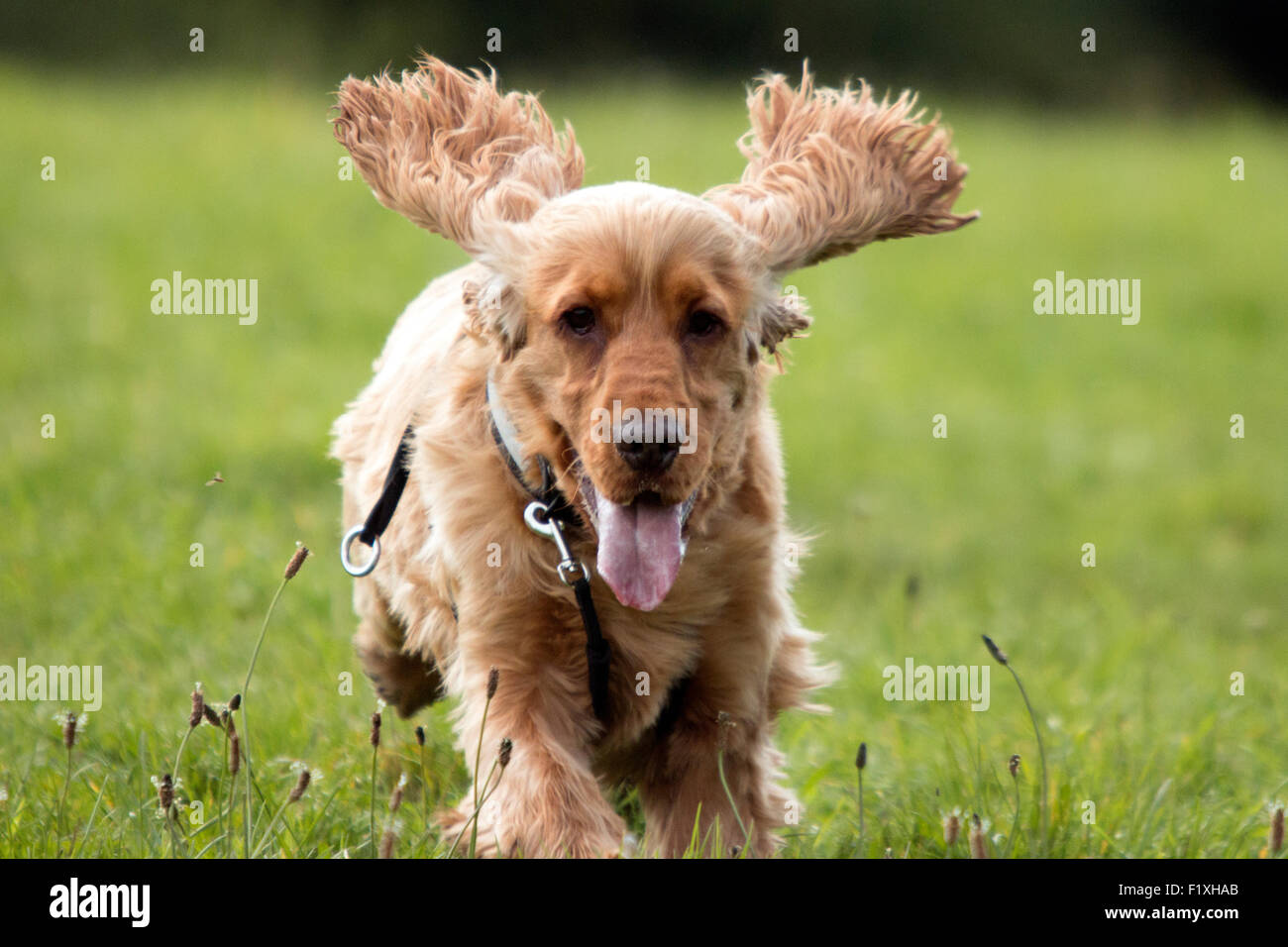 Happy cocker spaniel hi-res stock photography and images - Alamy