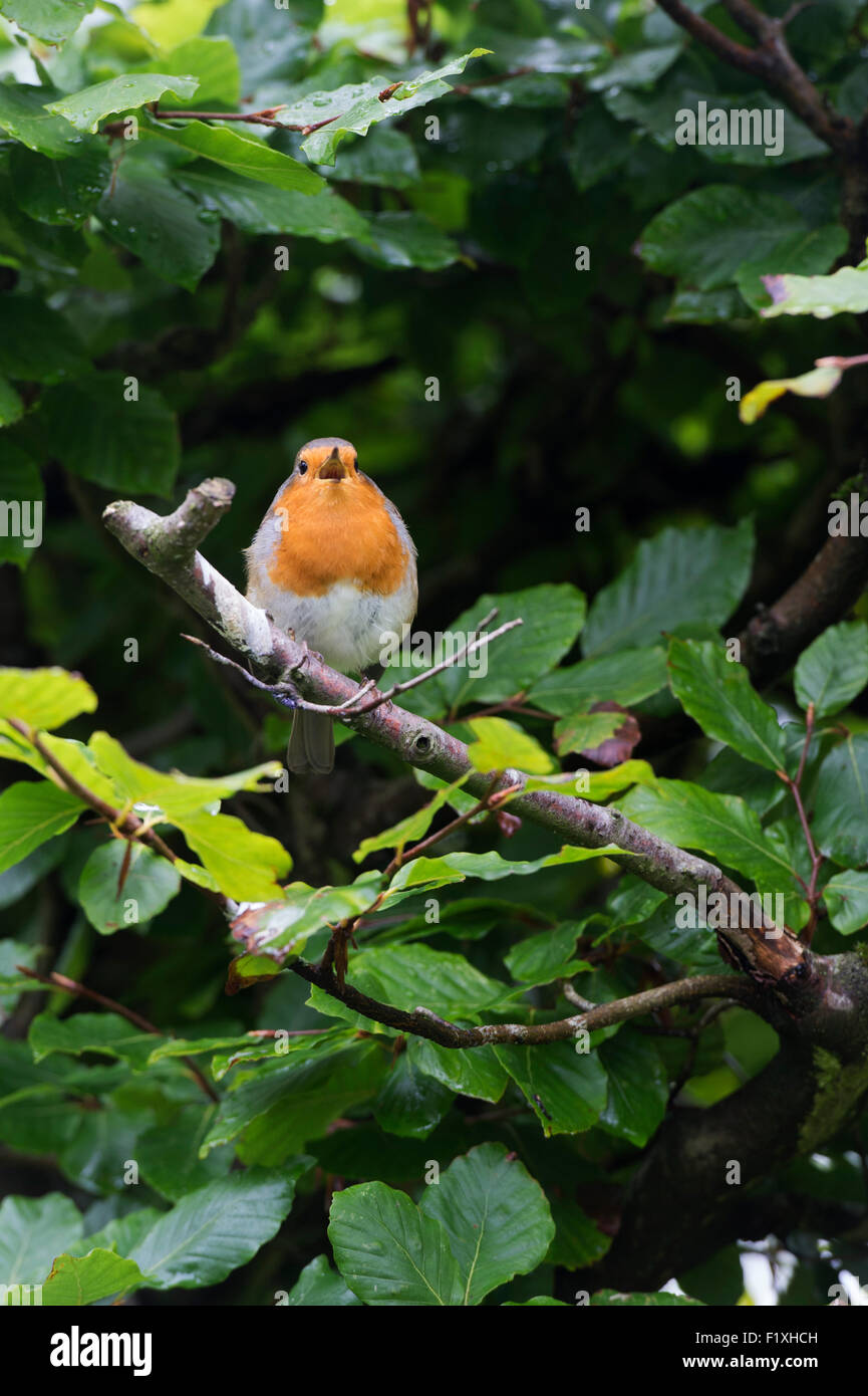 Erithacus Rubecula. Robin in a beech hedge singing in an English Garden ...
