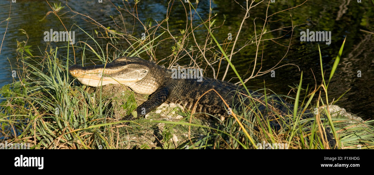 An alligator sleeping in Florida Everglades Park Stock Photo - Alamy