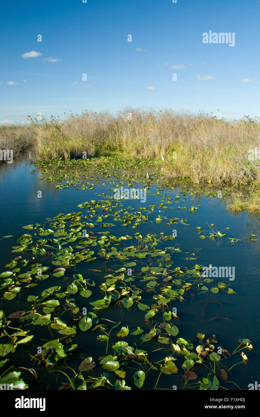 Miami florida everglades hi-res stock photography and images - Alamy