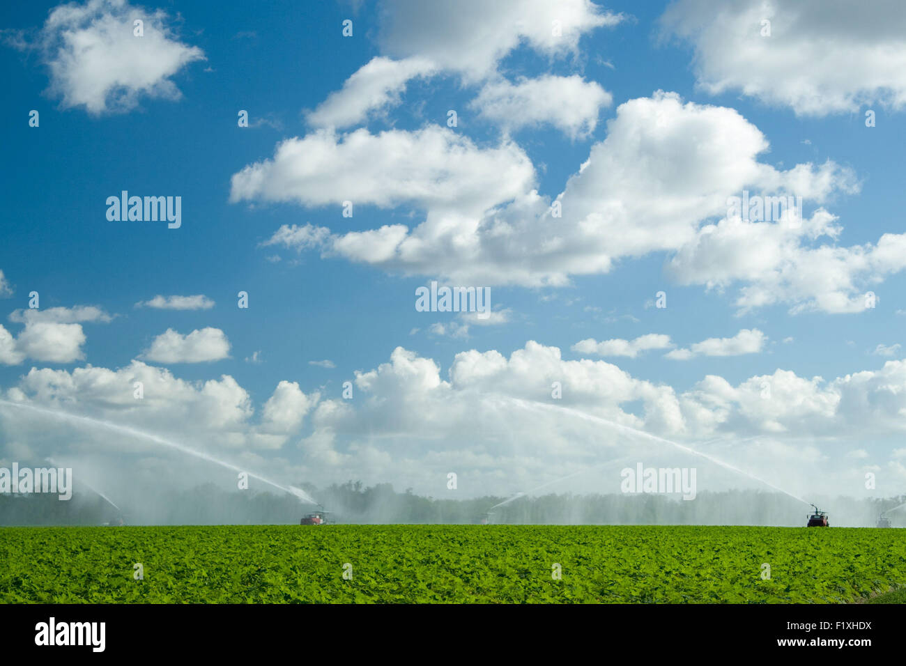 Throwing plant on water hi-res stock photography and images - Alamy