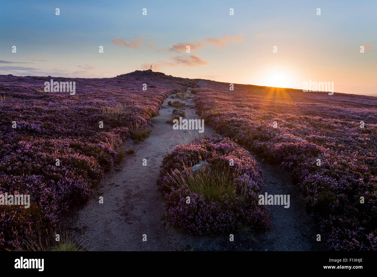Yorkshire Dales Heather, sunrise, landscape photo, summer Stock Photo ...