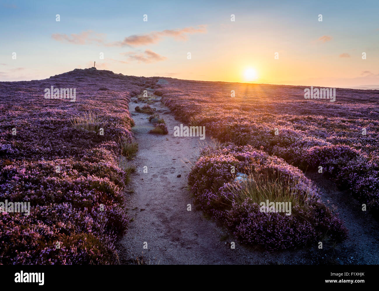 Yorkshire Dales Heather, sunrise, landscape photo, summer Stock Photo ...