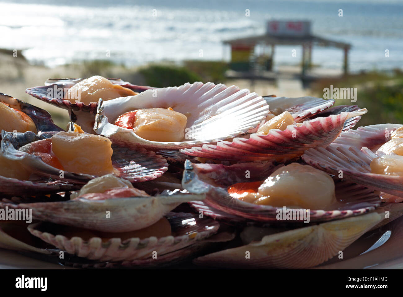 fresh scallops, seafood Stock Photo - Alamy