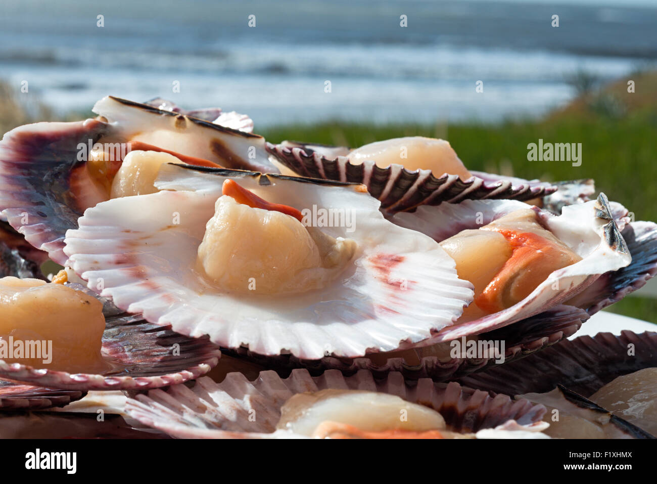 Fresh scallops hi-res stock photography and images - Alamy