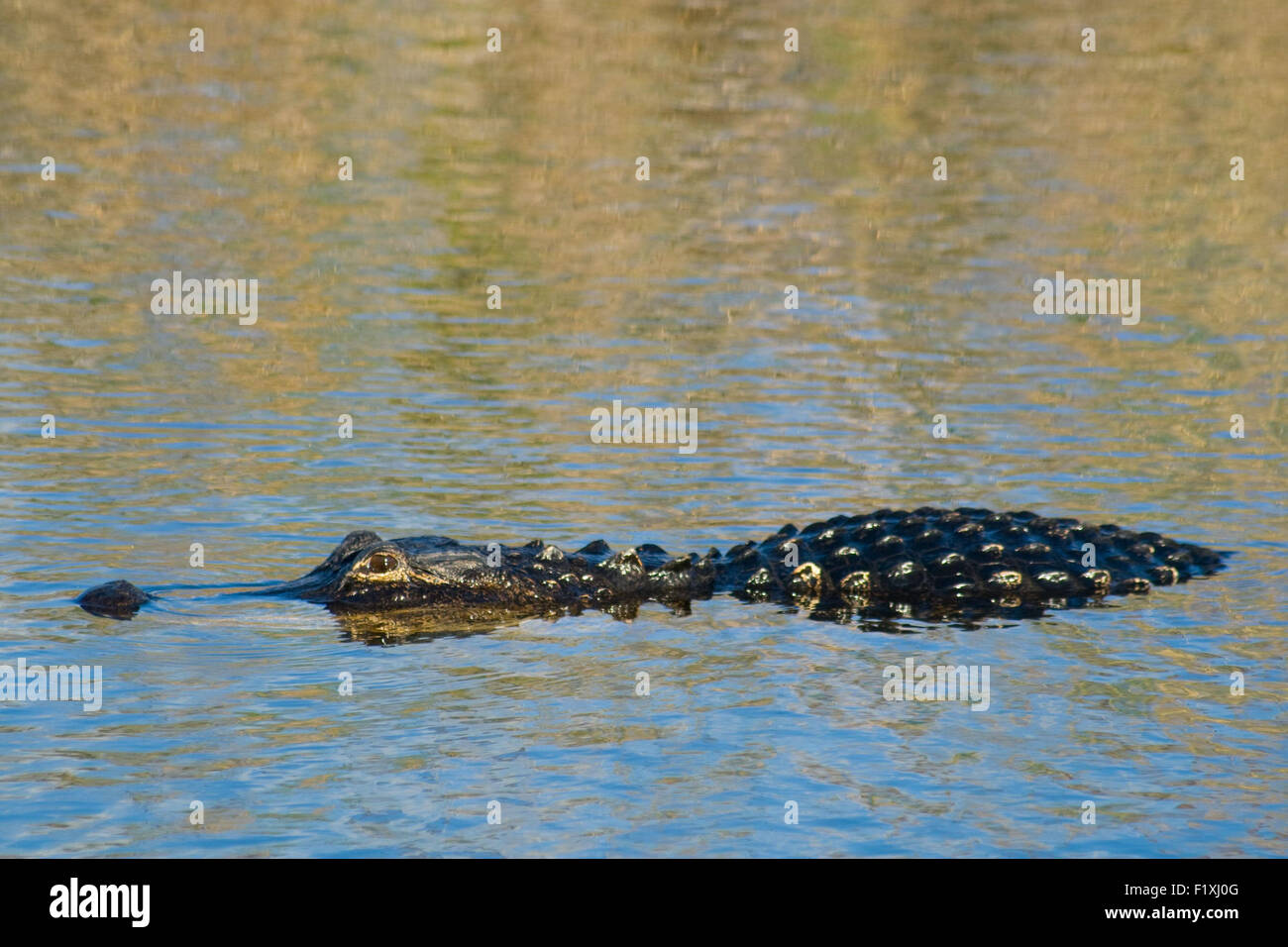 Side view of alligator hi-res stock photography and images - Alamy