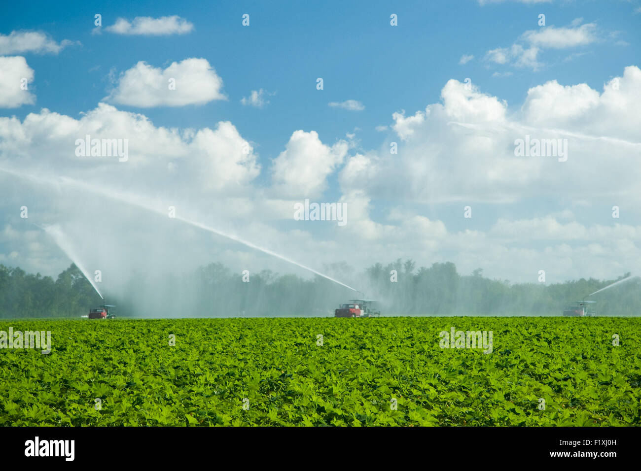 Green fields on a plantation with trucks watering the plants Stock ...