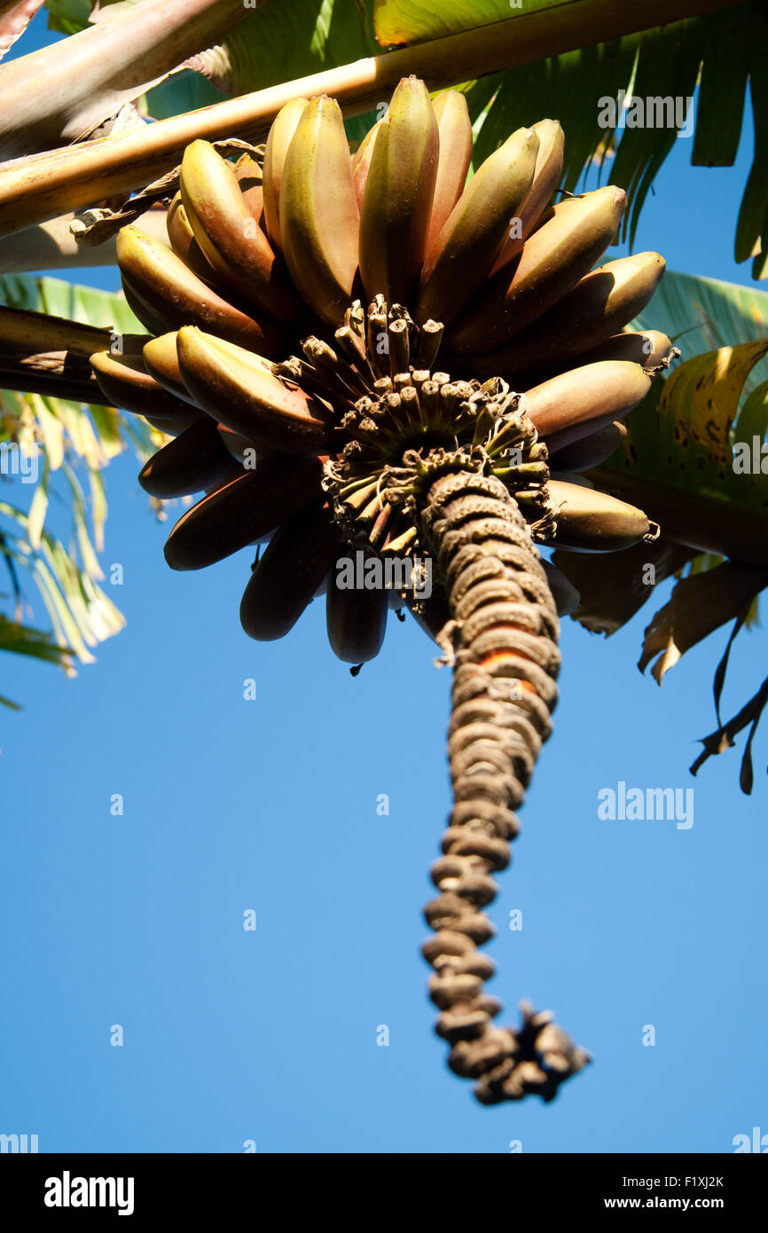 Banana Cluster High Resolution Stock Photography and Images - Alamy