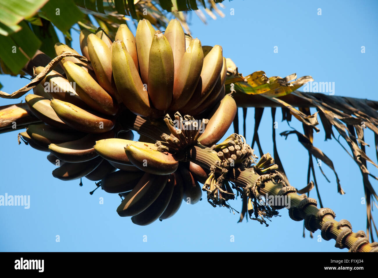 Ripening bananas hanging on a tree Stock Photo - Alamy