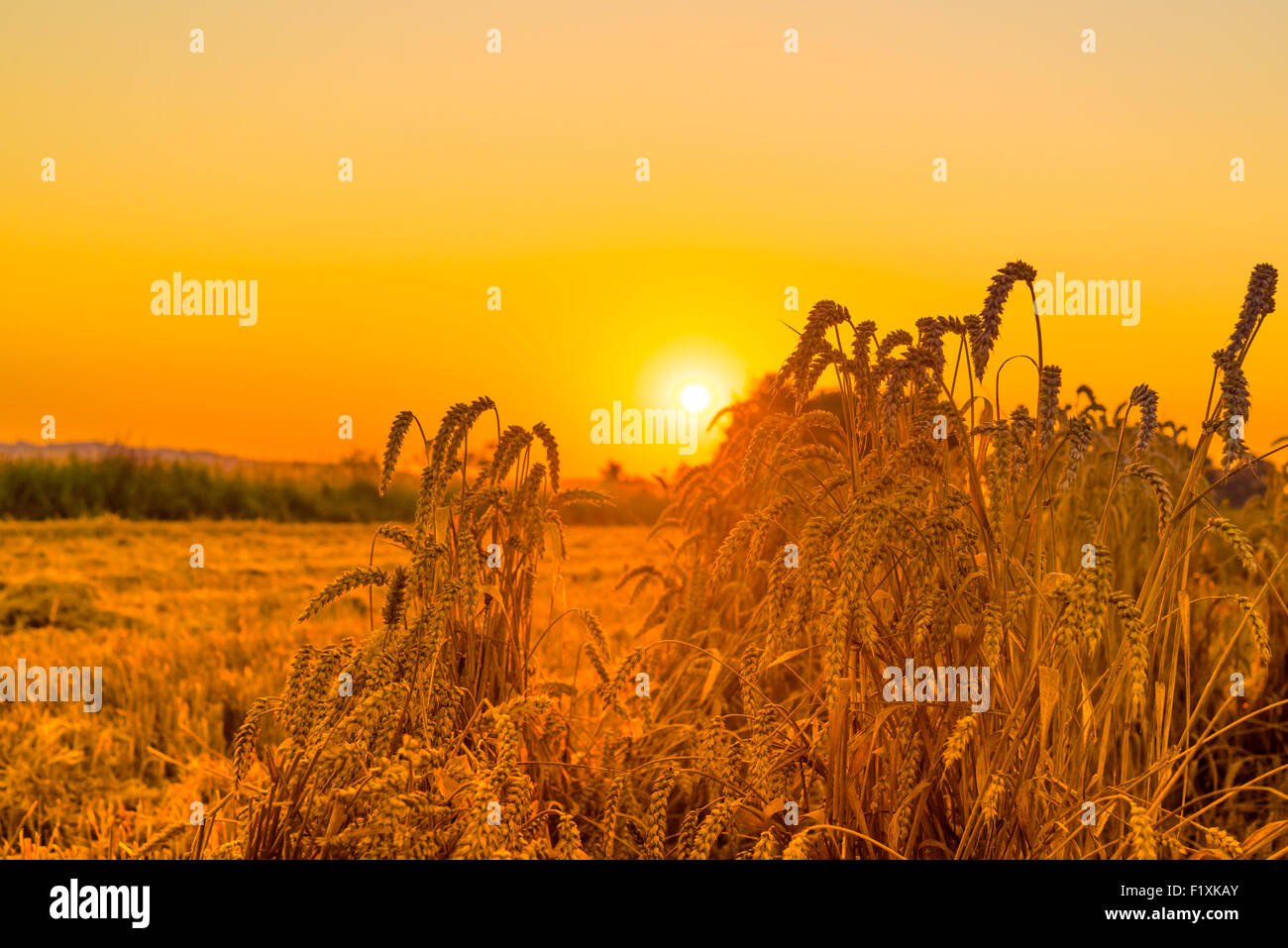 Sunrise in the summer over a corn field hi-res stock photography and ...