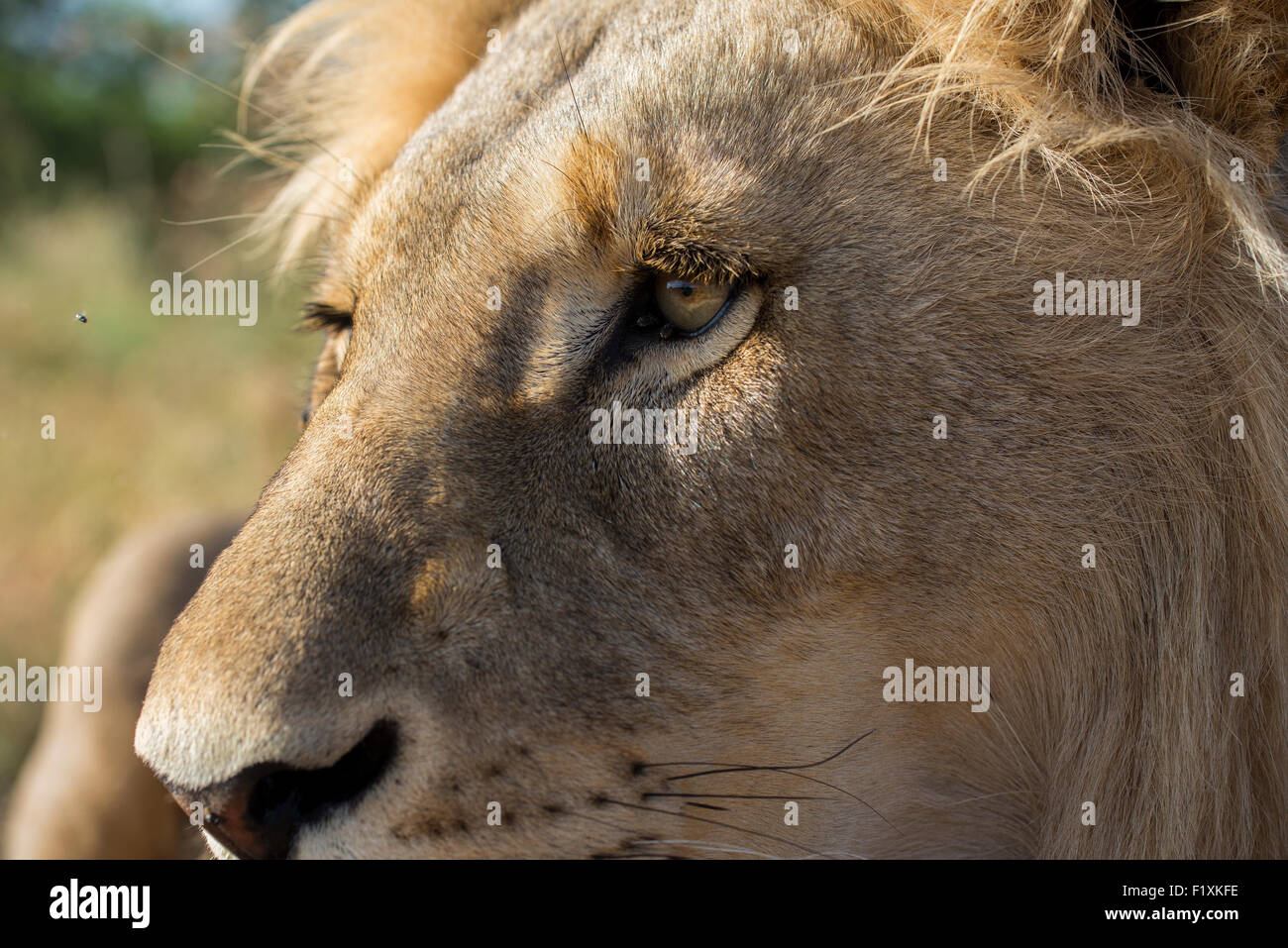 Profile of lion hi-res stock photography and images - Alamy
