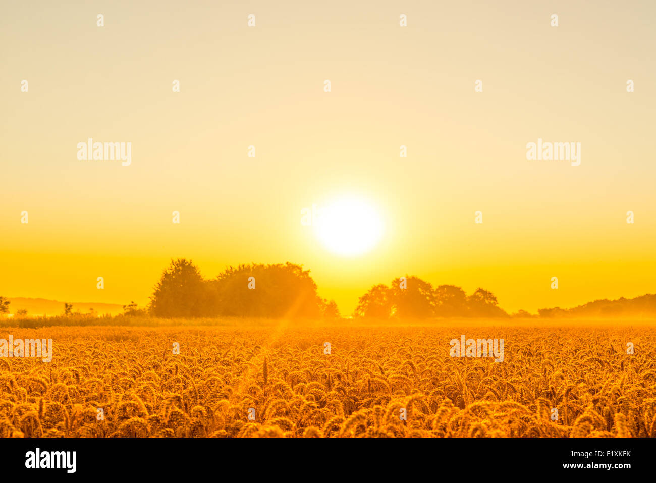 Morning sunshine over a wheat field in the summer Stock Photo - Alamy